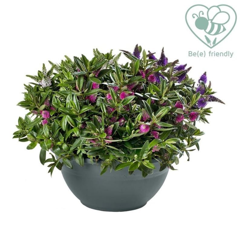 Hebe Addenda 'Trio' 33cm Bowl - Evergreen Shrubs - Arboretum Garden Centre