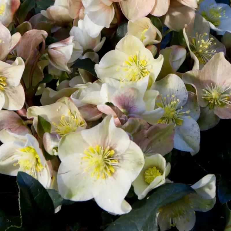 Helleborus 'Cinnamon Snow' - Spring Flowers - Arboretum Garden Centre
