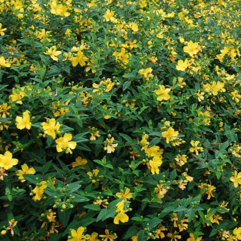 Hypericum 'Hidcote' 2 Litre - Evergreen Shrubs - Arboretum Garden Centre