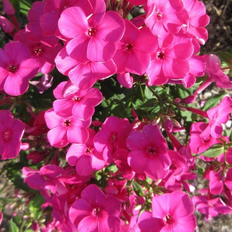 Phlox paniculata 'Famous Cerise' - Summer Flowers - Arboretum Garden Centre