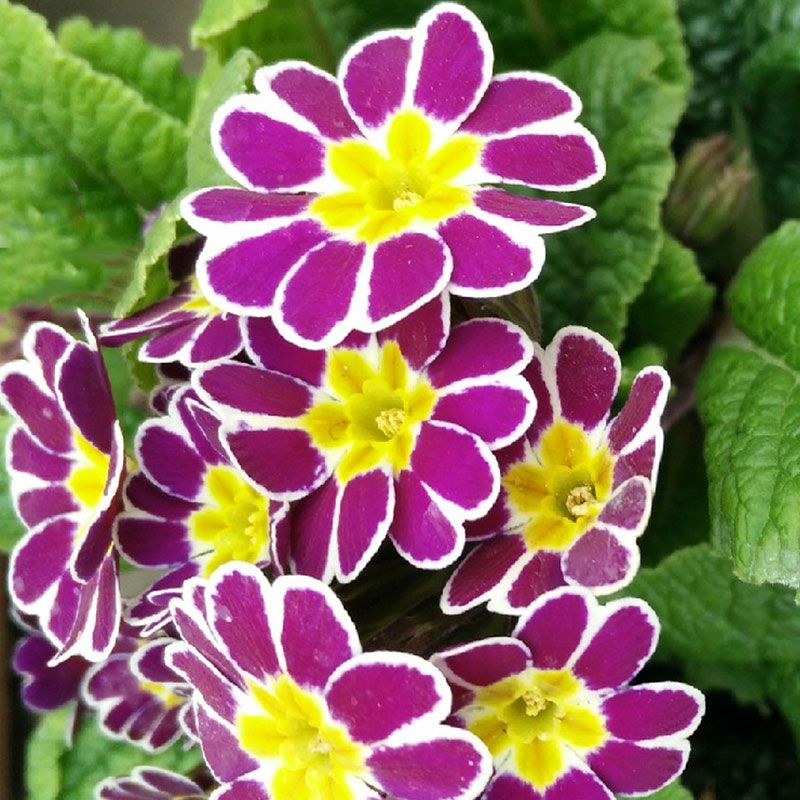 Spring Flowering - View Our Range at Arboretum Garden Centre - View Our ...
