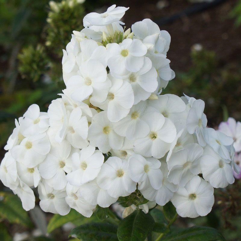 Phlox paniculata 'Danielle' - Summer Flowers - Arboretum Garden Centre