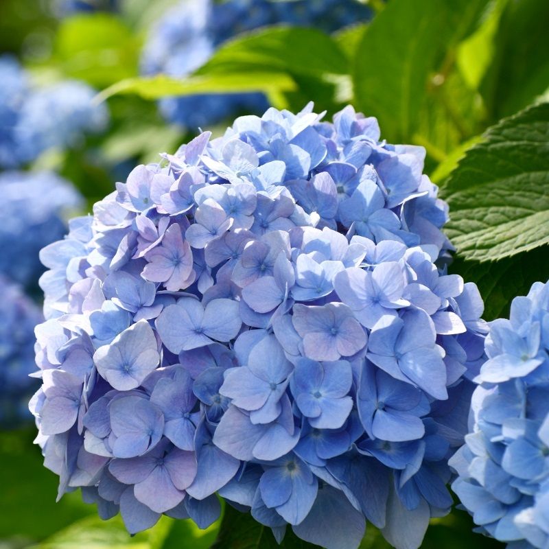 Hydrangea macrophylla 'Blue' 5 Litre - Deciduous Shrubs - Arboretum Garden Centre