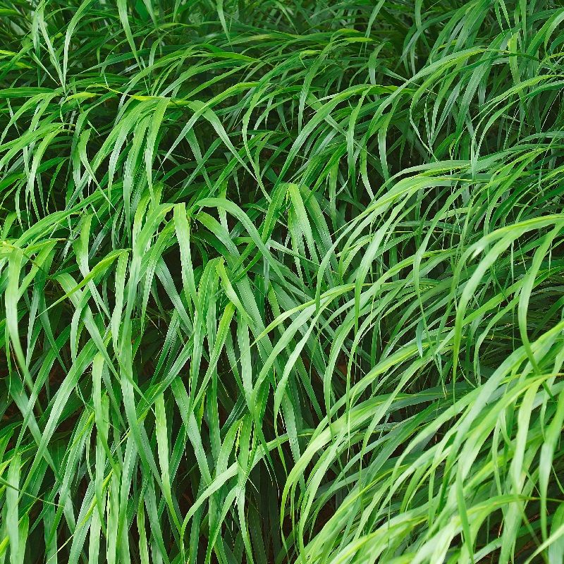 Evergreen Grasses - View Our Range at Arboretum Garden Centre - View ...