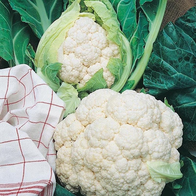 Mr Fothergill's Cauliflower All The Year Round - Vegetable Seeds ...
