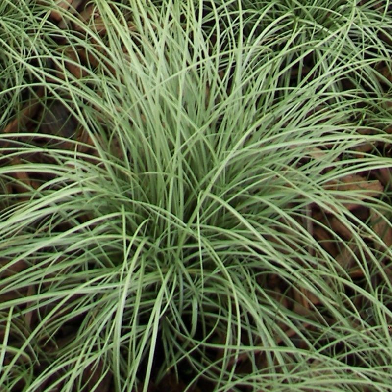Carex comans 'Amazon Mist' - Evergreen Grasses - Arboretum Garden Centre