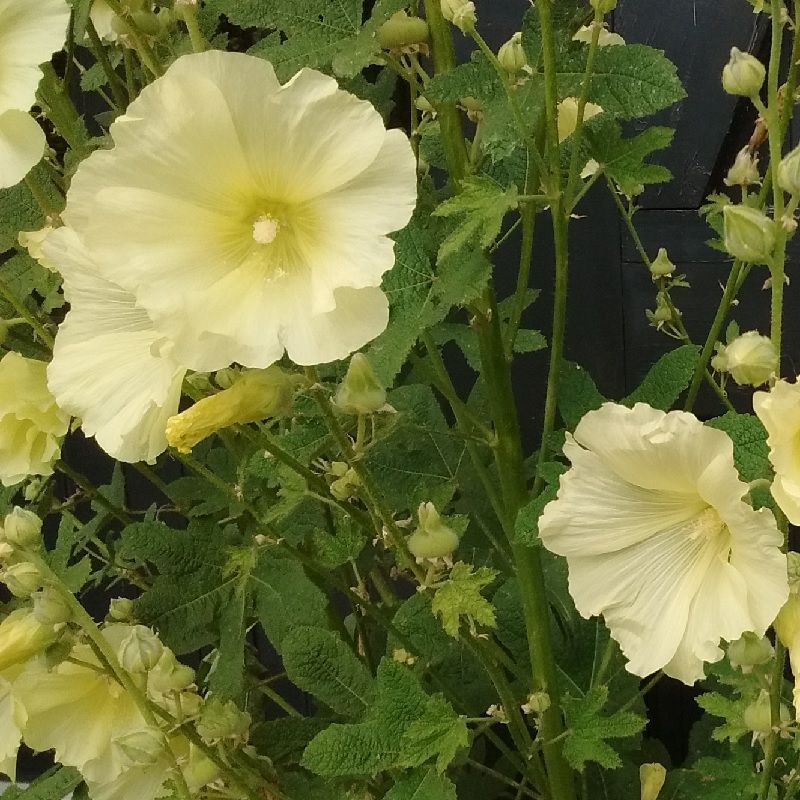 Perennial Plants - View Our Range at Arboretum Garden Centre - View Our ...