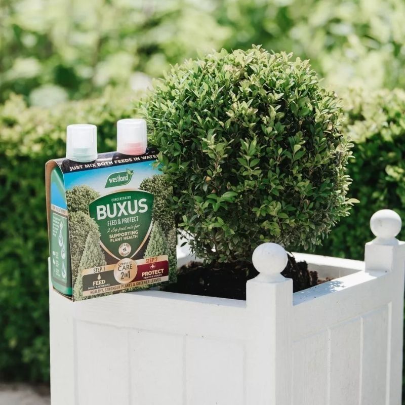 Westland Buxus 2-in-1 Feed & Protect (2 x 500ml Bottles) - Plant Food ...