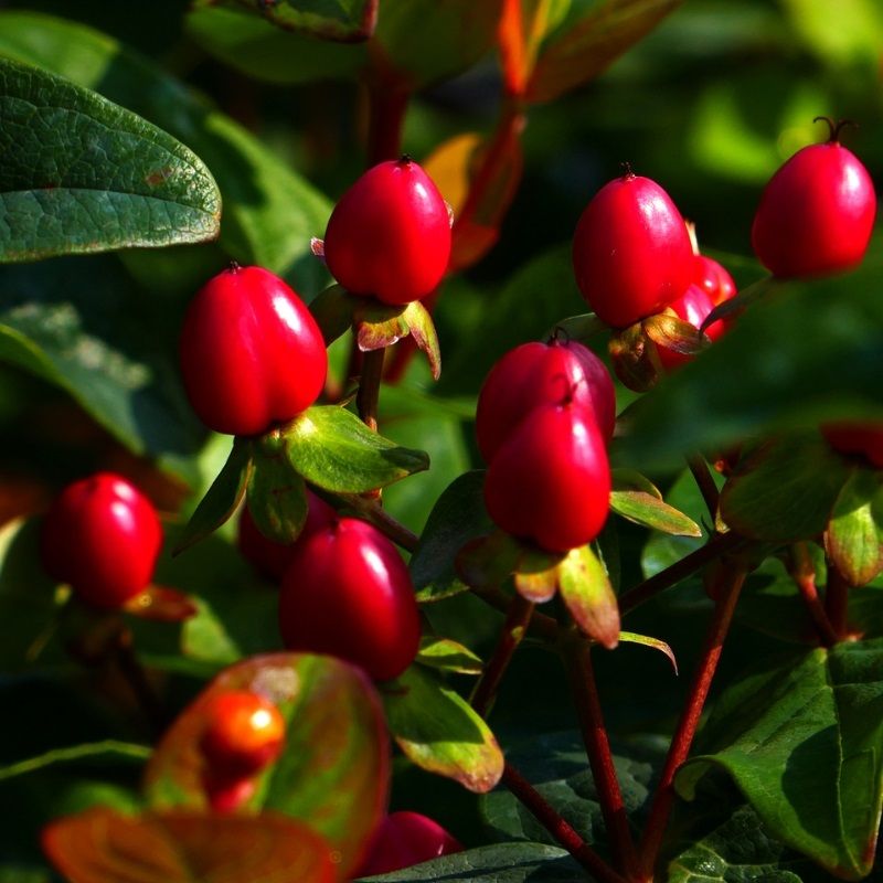 Hypericum 'Magical Grace' 3 Litre - Evergreen Shrubs - Arboretum Garden ...