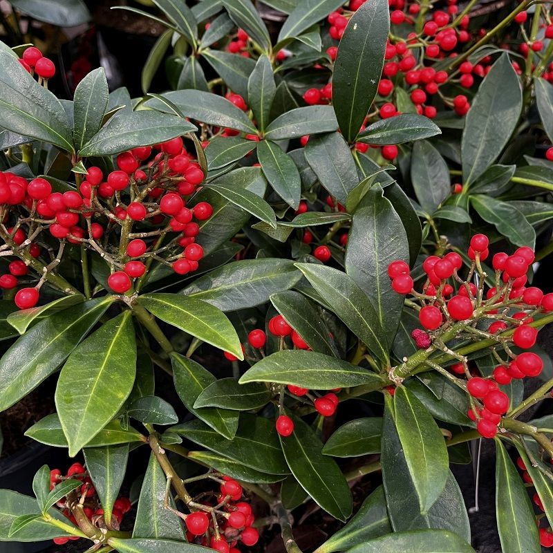 Skimmia japonica 'Pabella' - Evergreen Shrubs - Arboretum Garden Centre