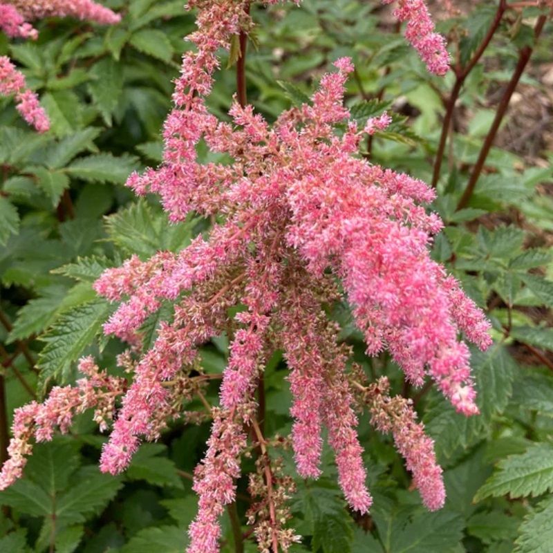 Astilbe 'Bressingham Beauty' - Summer Flowers - Arboretum Garden Centre