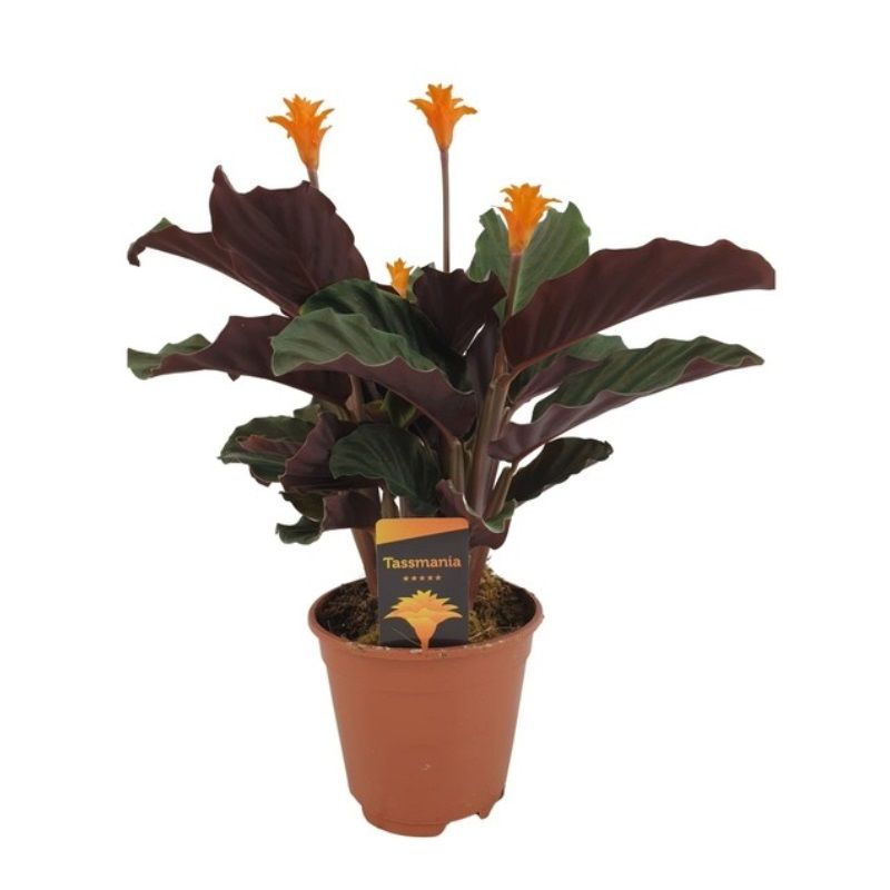 Calathea croc. 'Tassmania' - Houseplants - Arboretum Garden Centre
