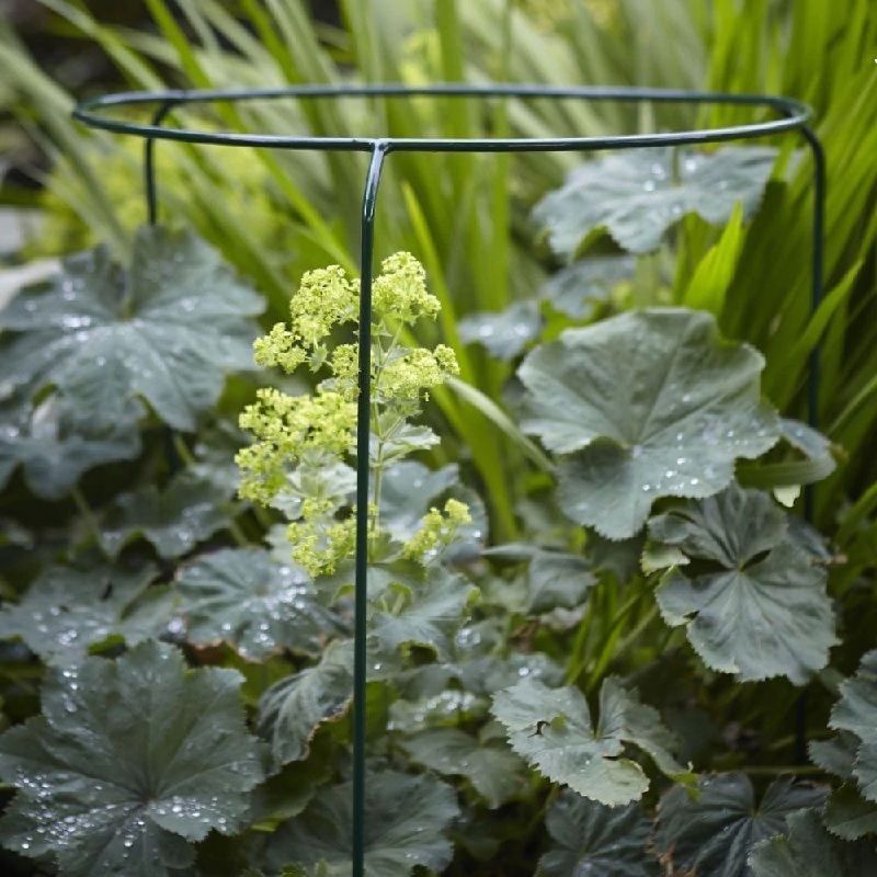Tom Chambers Urban Garden Ring - Large - Plant Support - Arboretum ...