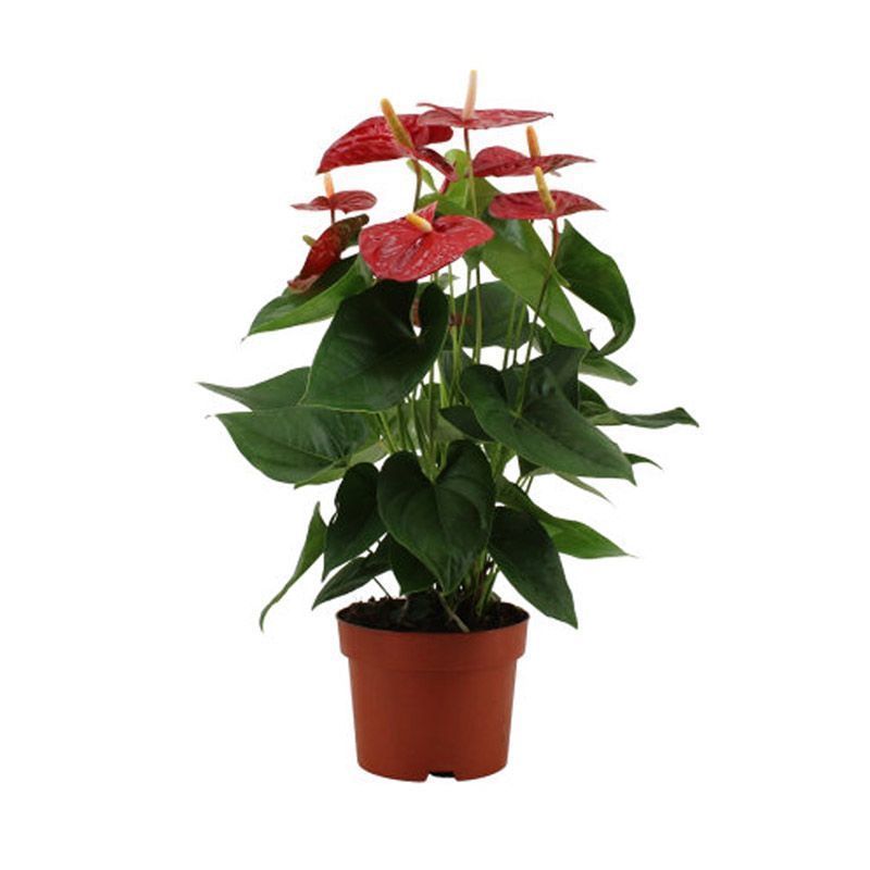 Flowering - View Our Range at Arboretum Garden Centre - View Our Range ...
