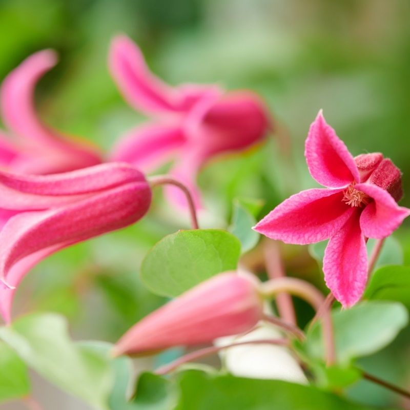 Clematis 'Princess Diana' 2.25 Litre - Clematis - Arboretum Garden Centre