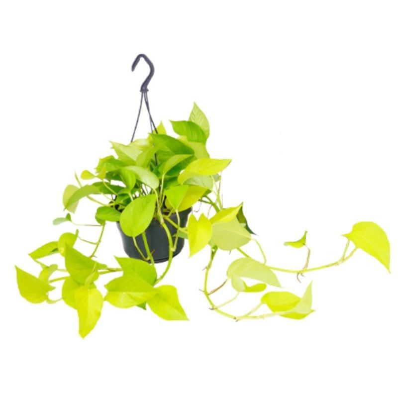 Epipremnum pinn. 'Golden Pothos' Hanging Pot - Houseplants - Arboretum ...