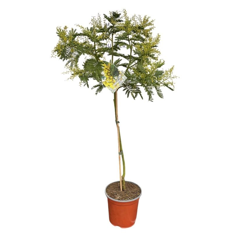 Mimosa Acacia 'Dealbata' (Lollipop Tree) 3 Litre - Evergreen Trees ...