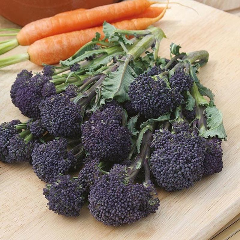 Mr Fothergill's Broccoli (Sprouting) Summer Purple - Vegetable Seeds ...