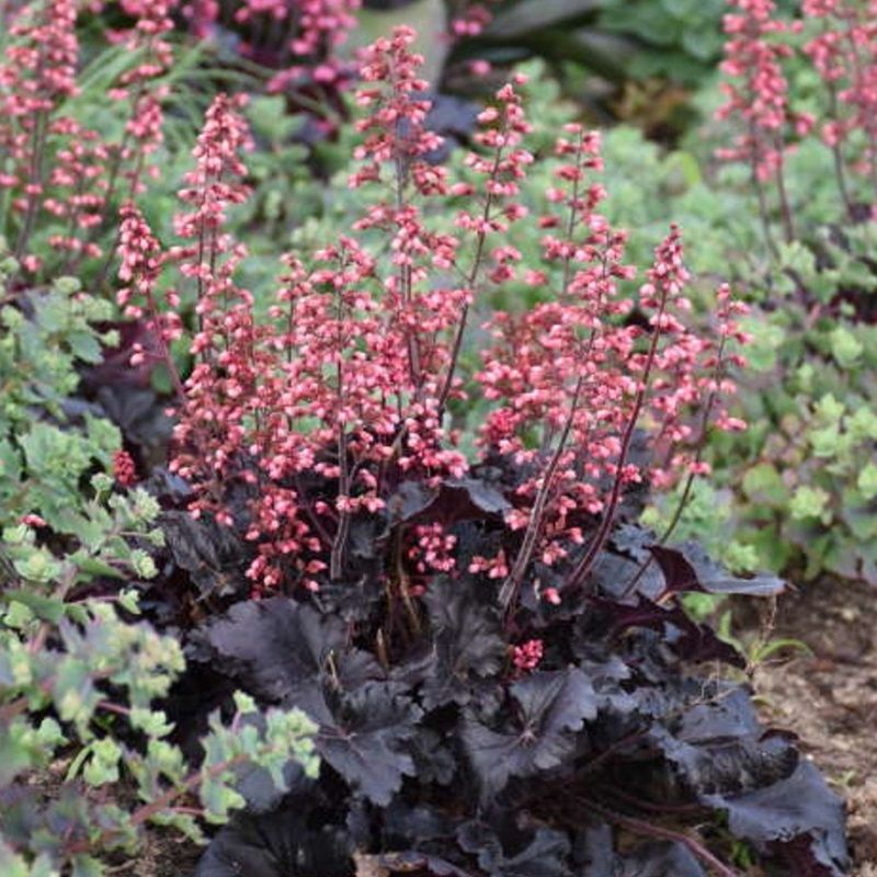 Heuchera 'Timeless Night Treasure' - Summer Flowers - Arboretum Garden ...