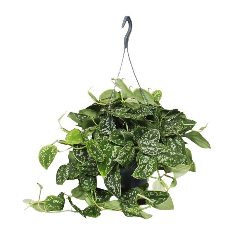 Scindapsus pictus 'Argyraeus' (Hanging) - Houseplants - Arboretum ...