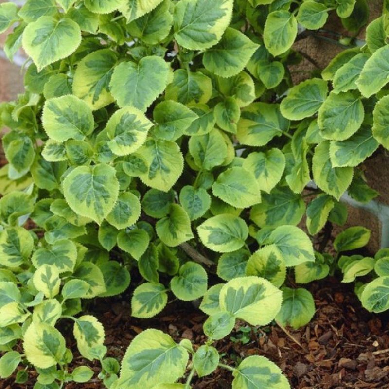Hydrangea petiolaris 'Miranda' - Deciduous Climbers - Arboretum Garden ...