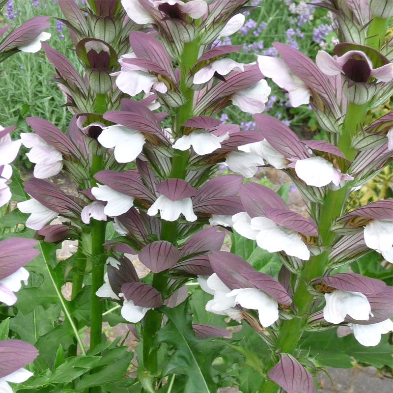Plants, Seeds & Bulbs - View Our Range at Arboretum Garden Centre ...