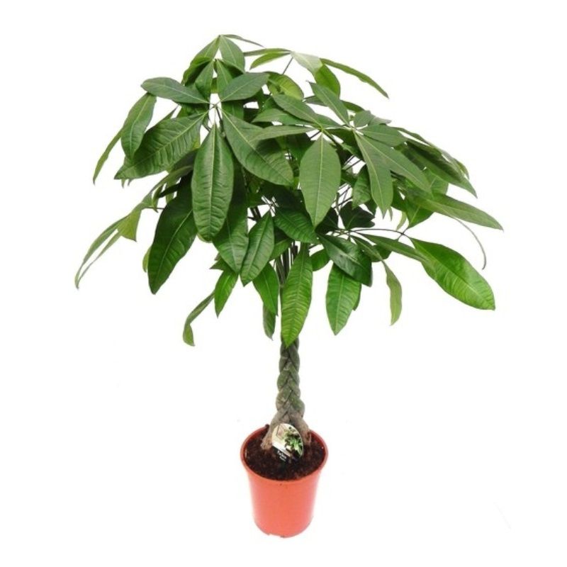 Pachira aquatica (Braided Stem) 21cm - Houseplants - Arboretum Garden ...