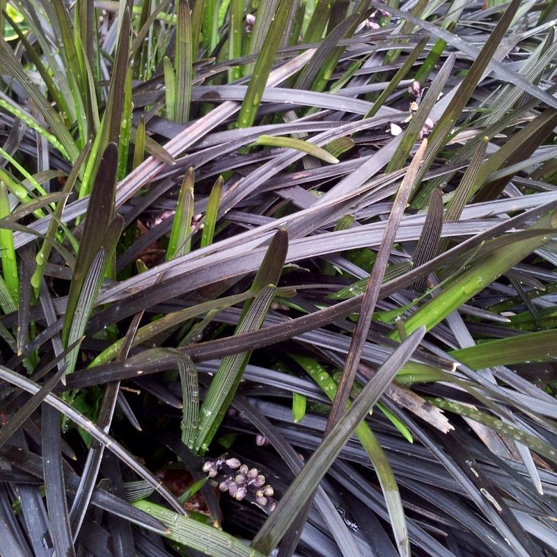 Ophiopogon planiscapus 'Niger' 3 Litre - Evergreen Grasses - Arboretum ...
