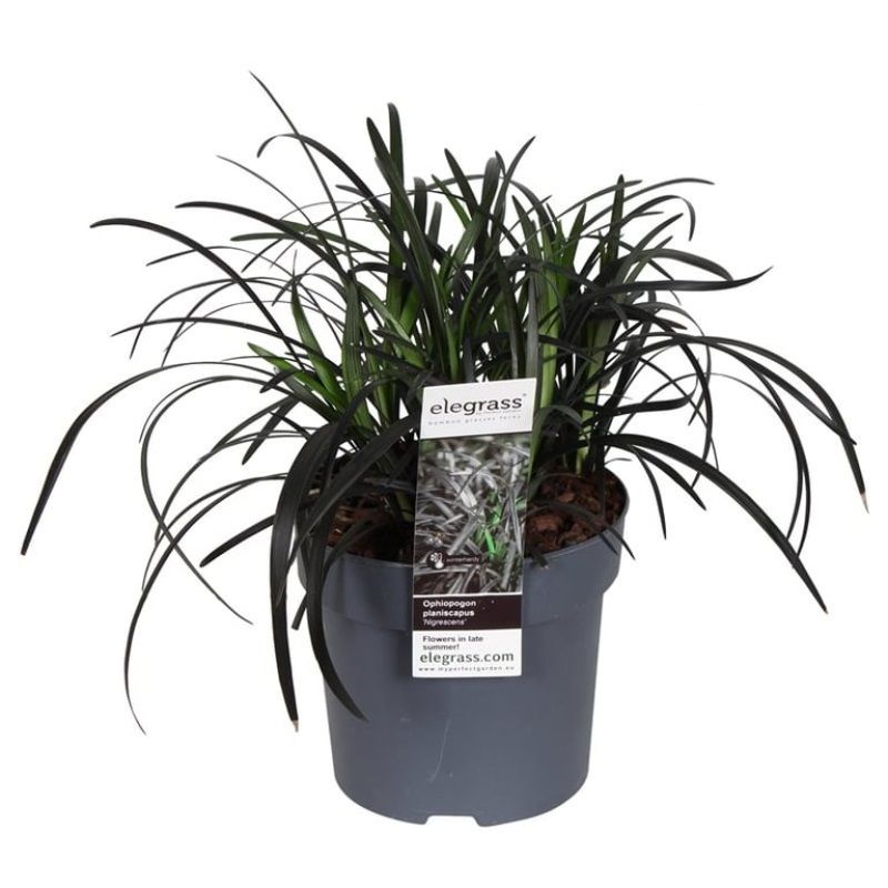 Ophiopogon planiscapus 'Niger' 3 Litre - Evergreen Grasses - Arboretum ...
