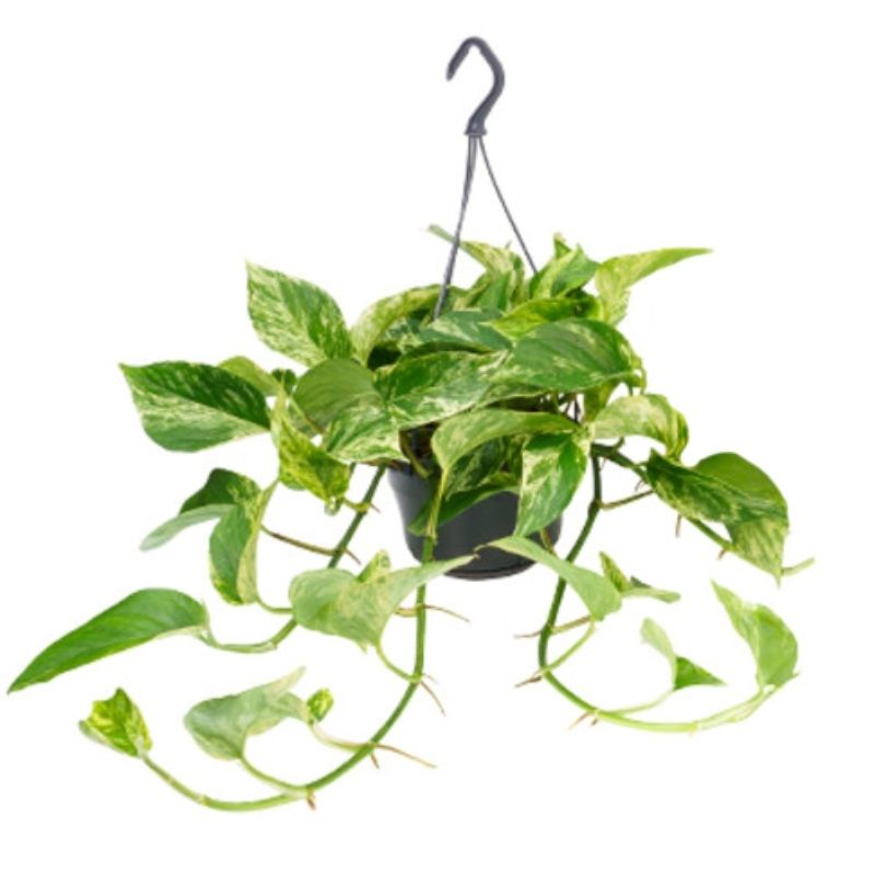 Epipremnum pinn. 'Marble Queen' Hanging Pot - Houseplants - Arboretum ...