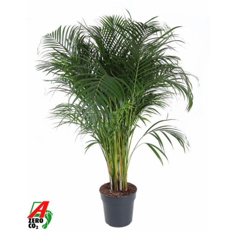 Areca (Dypsis Lutescens) 27cm - Houseplants - Arboretum Garden Centre