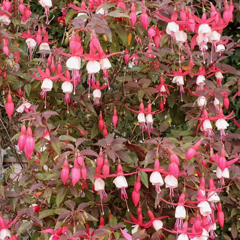 Fuchsia 'Lady Thumb' 2 Litre - Deciduous Shrubs - Arboretum Garden Centre