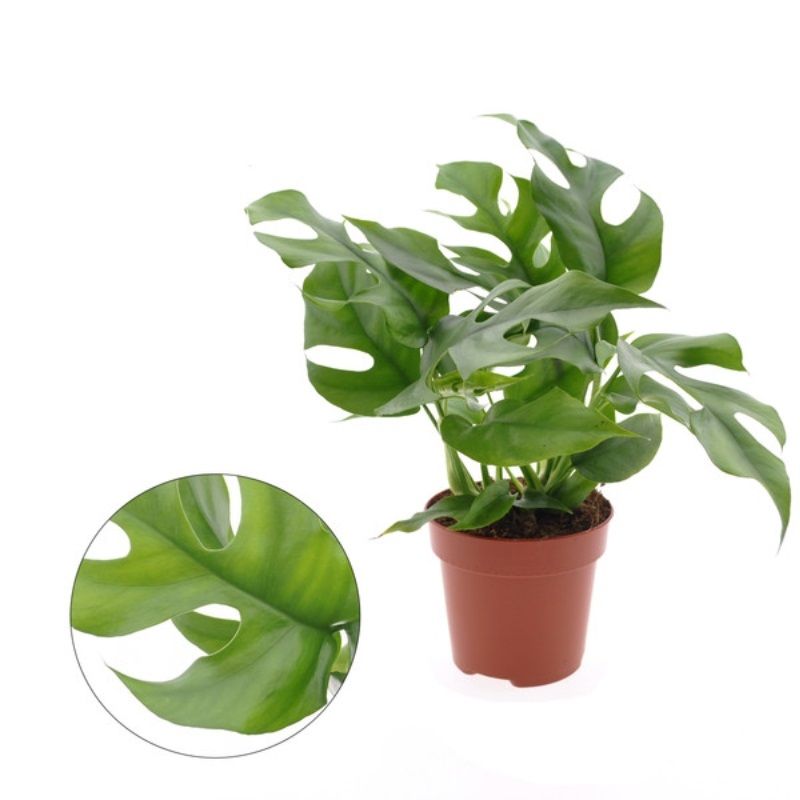 Monstera deliciosa 'Minima' 12cm - Houseplants - Arboretum Garden Centre