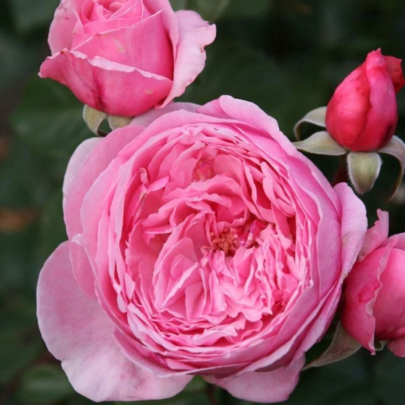 Rosa 'Kiss Me Kate' 5 Litre - [ERROR] 'category' record not available ...
