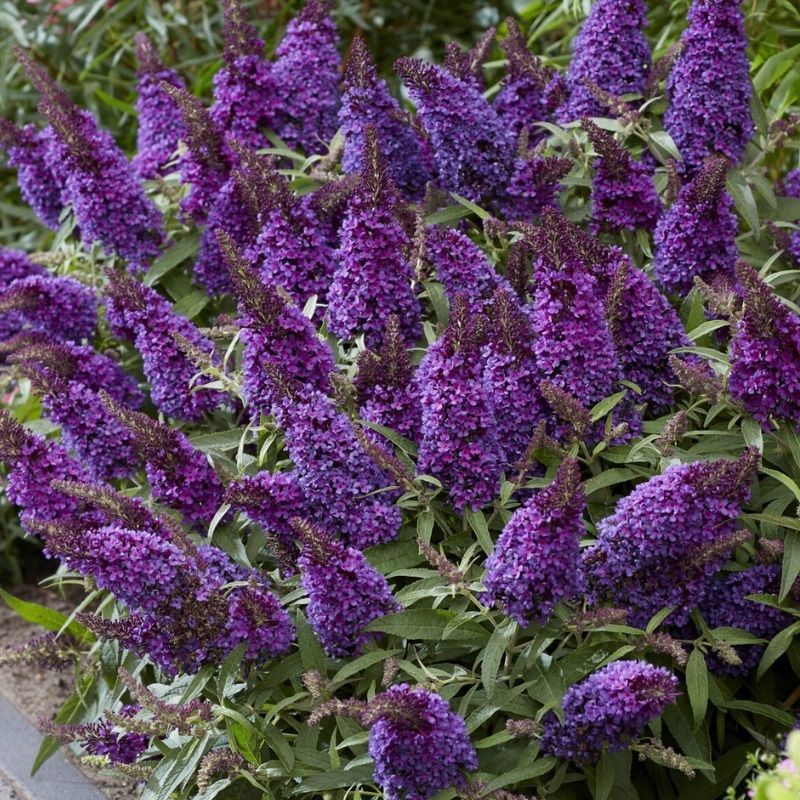 Buddleja Butterfly Candy 'Little Purple' 3 Litre - Deciduous Shrubs ...