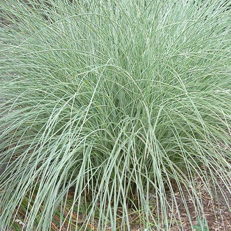 Miscanthus sinensis 'Morning Light' - Deciduous Grasses - Arboretum ...