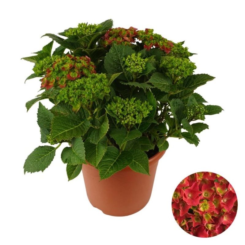 Hydrangea macrophylla 'Red' - Deciduous Shrubs - Arboretum Garden Centre