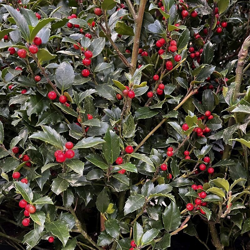 Ilex 'Blue Maid' 120cm - Evergreen Shrubs - Arboretum Garden Centre