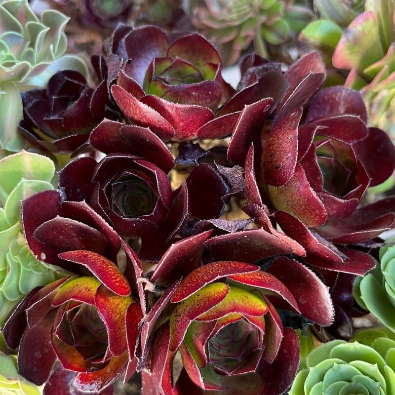 Semponium Vortex - Alpines & Rockery Plants - Arboretum Garden Centre