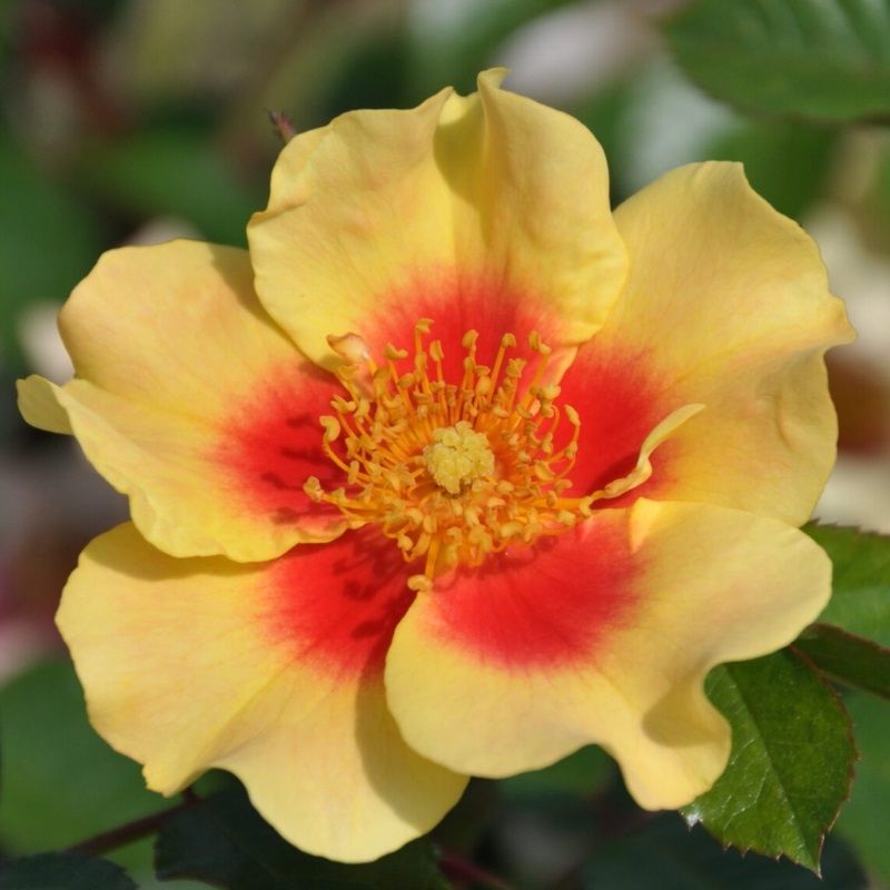 Rosa 'Persica Tiger' (Rambling Rose) 10 Litre - Climbing & Rambling ...