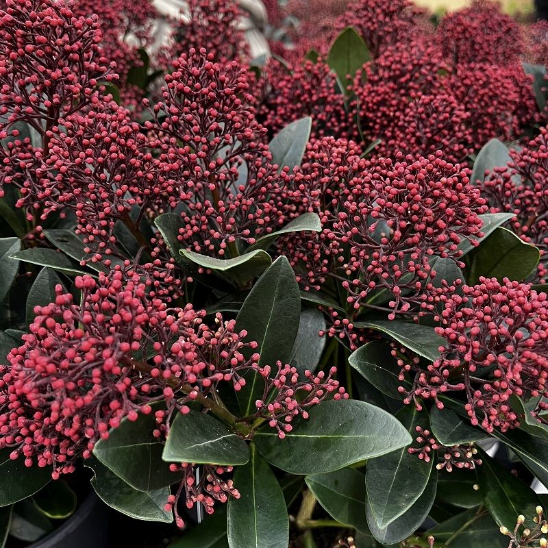 Skimmia japonica 'Rubella' - Evergreen Shrubs - Arboretum Garden Centre