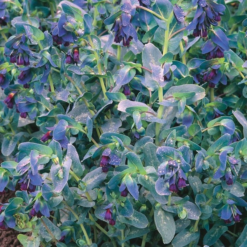 Unwins Cerinthe Blue Kiwi - Flower Seeds - Arboretum Garden Centre