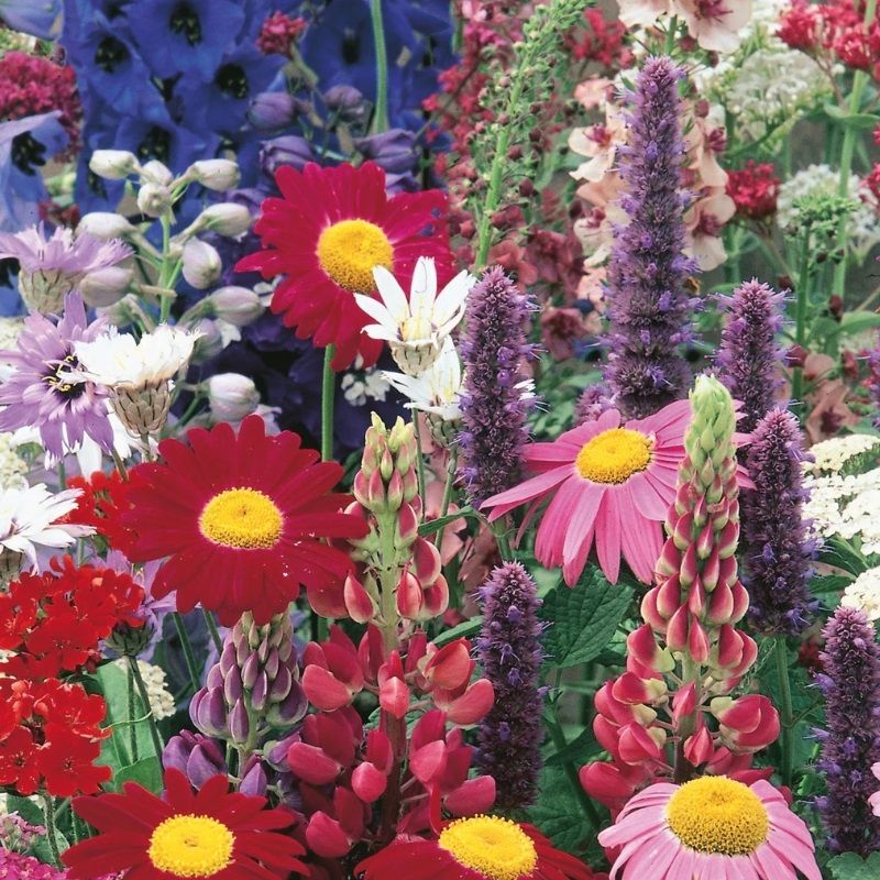 Unwins Cottage Garden Border Perennials Mix - Flower Seeds - Arboretum ...