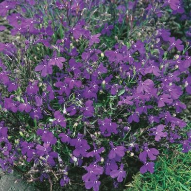 Unwins Lobelia Crystal Palace (Bush) - Flower Seeds - Arboretum Garden ...