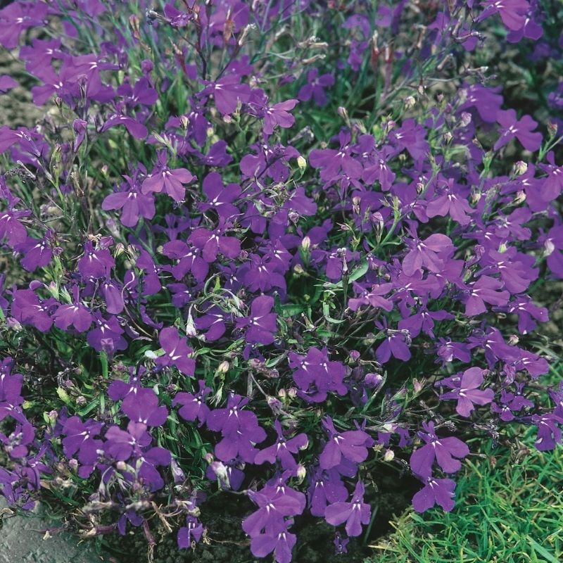 Unwins Lobelia Crystal Palace (Bush) - Flower Seeds - Arboretum Garden ...