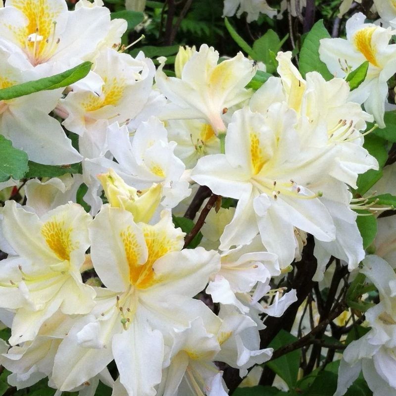 Rhododendron 'Northern Highlights' - Evergreen Shrubs - Arboretum ...