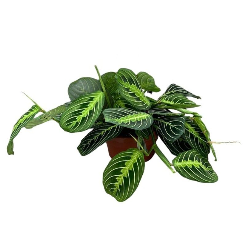Maranta leu. 'Lemon Lime' - Houseplants - Arboretum Garden Centre