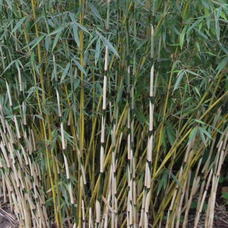Fargesia robusta 'Pingwu' 5 Litre - Bamboo - Arboretum Garden Centre