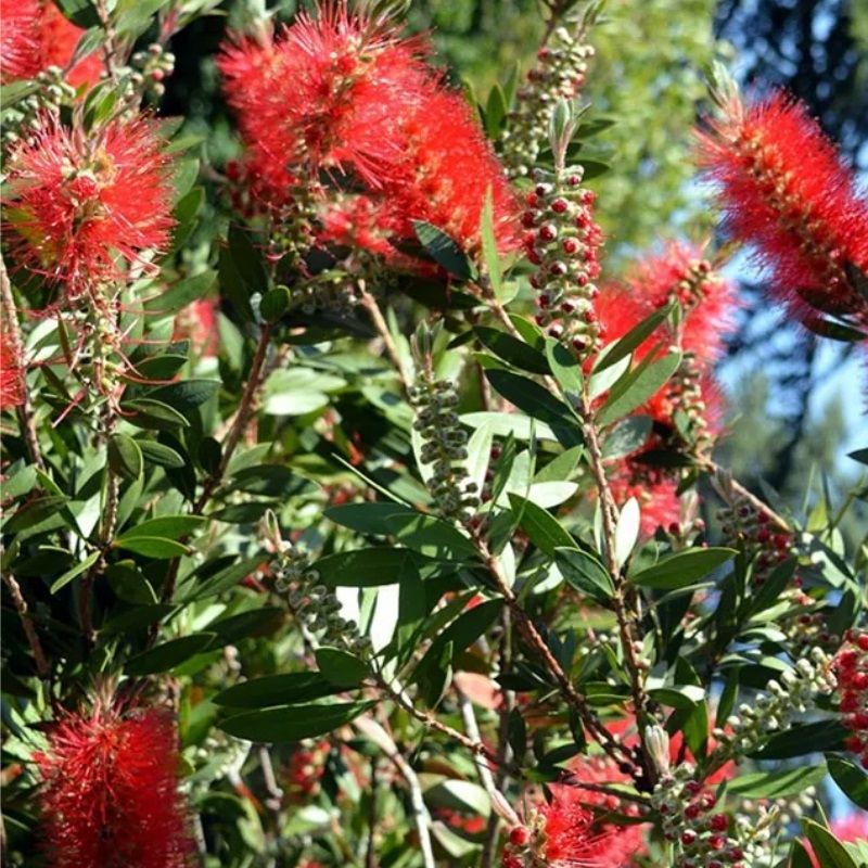 Callistemon 'Captain Cook' - Evergreen Shrubs - Arboretum Garden Centre
