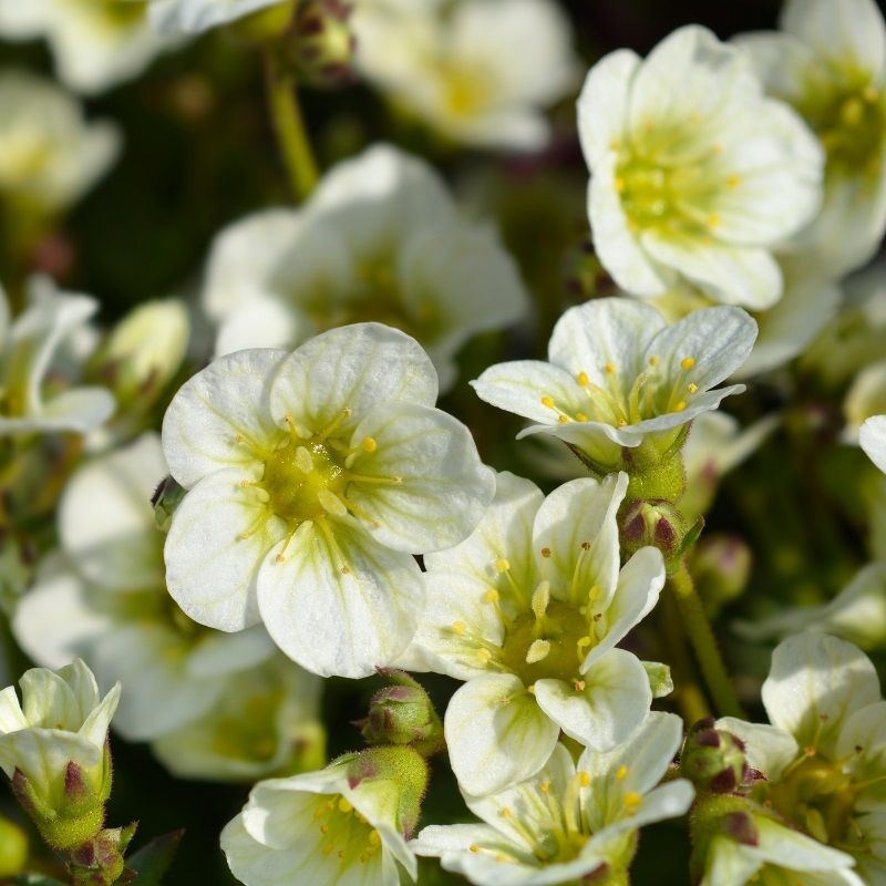 Saxifraga 'Pixie White' - Alpines & Rockery Plants - Arboretum Garden Centre